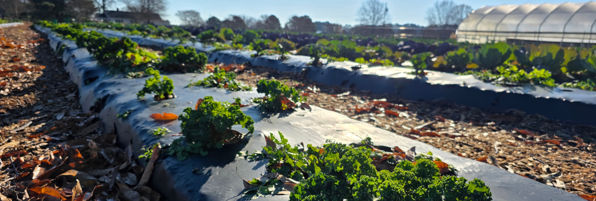 Winter Gardening Guide - Inter-Faith Food Shuttle